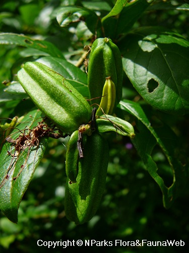 NParks | Combretum constrictum