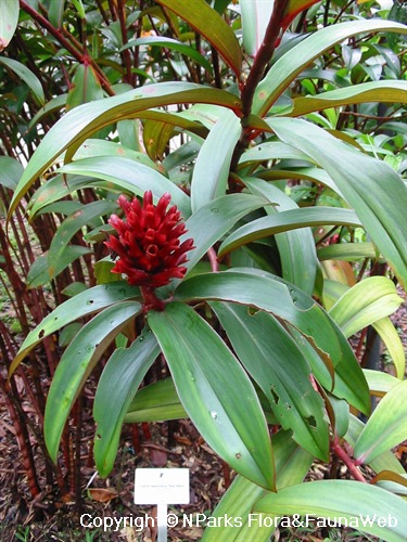 NParks | Cheilocostus lacerus 'Red Stem'