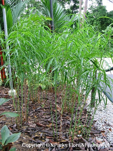NParks | Costus stenophyllus