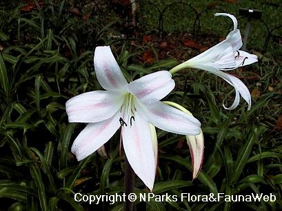 NParks | Crinum moorei
