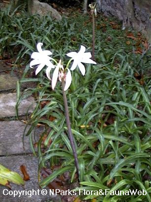 NParks | Crinum moorei
