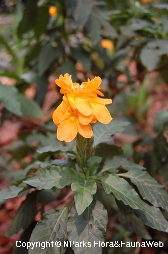 NParks | Crossandra infundibuliformis 'Lutea'