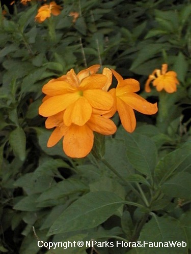 NParks | Crossandra infundibuliformis 'Lutea'