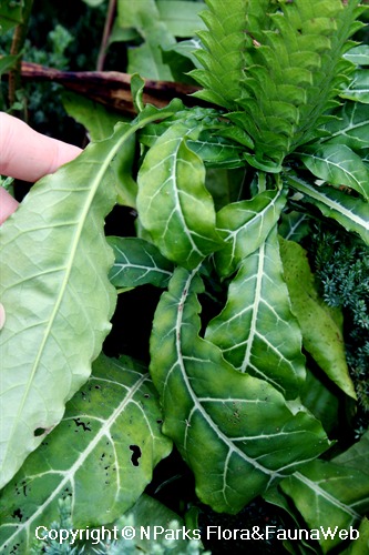 NParks | Crossandra pungens