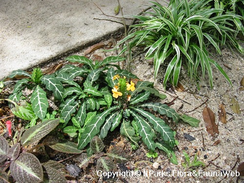 NParks | Crossandra pungens