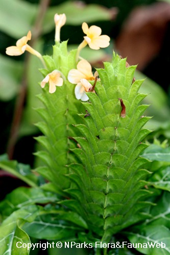 NParks | Crossandra pungens