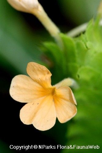 NParks | Crossandra pungens