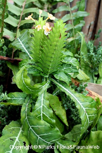 NParks | Crossandra pungens