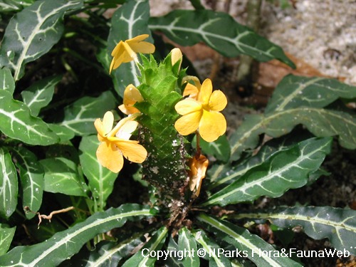 NParks | Crossandra infundibuliformis (Variegated Leaf)