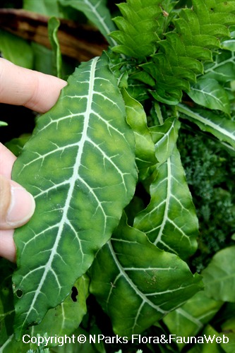 NParks | Crossandra pungens