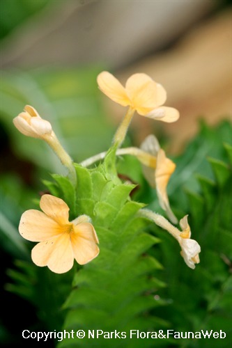 NParks | Crossandra pungens