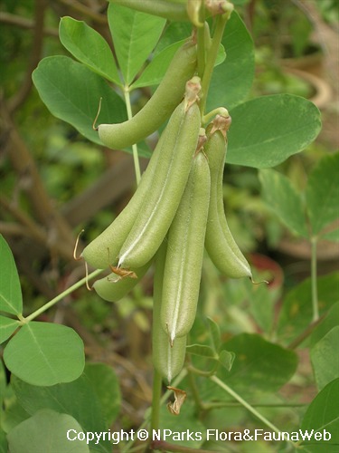 NParks | Crotalaria pallida
