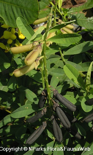 NParks | Crotalaria retusa