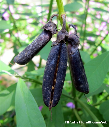 NParks | Crotalaria retusa