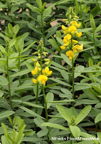 NParks | Crotalaria retusa