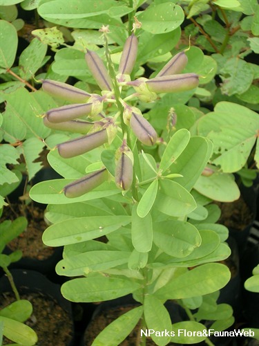 NParks | Crotalaria retusa