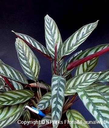 NParks | Ctenanthe setosa