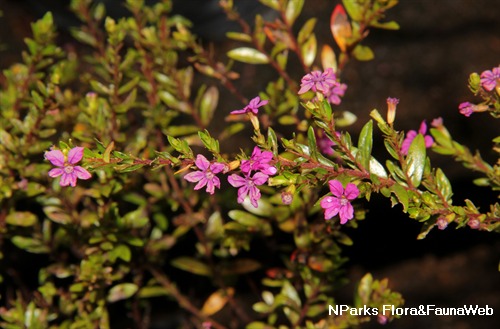 NParks | Cuphea hyssopifolia