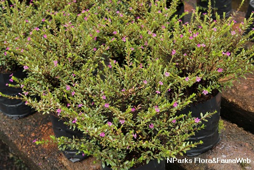 NParks | Cuphea hyssopifolia
