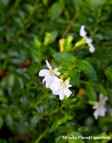 NParks | Cuphea hyssopifolia 'Alba'