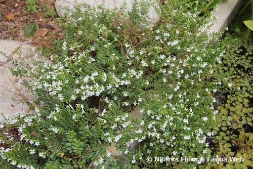 NParks | Cuphea hyssopifolia 'Alba'