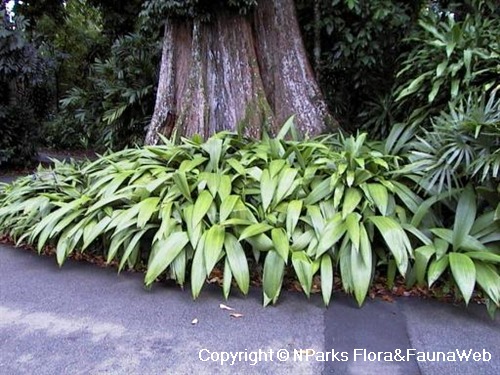 NParks | Molineria capitulata