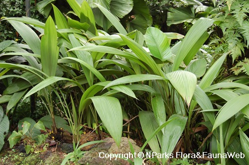 NParks | Molineria capitulata