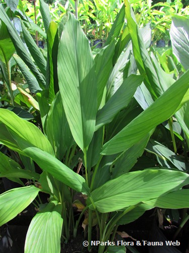 NParks | Curcuma longa