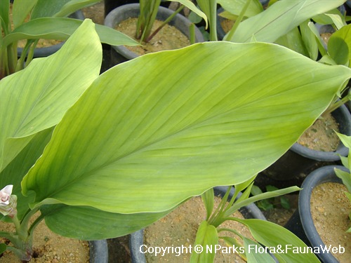 NParks | Curcuma rhabdota