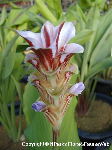 NParks | Curcuma roscoeana