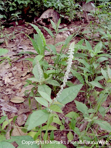 NParks | Cyathula prostrata