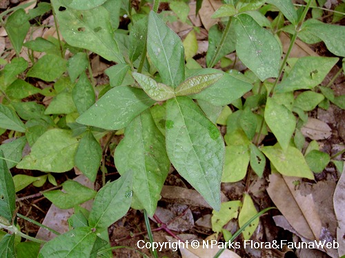 NParks | Scyphiphora hydrophylacea