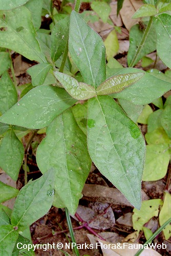 NParks | Cyathula prostrata