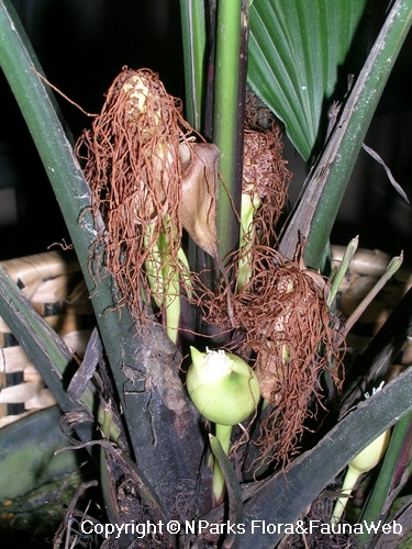 NParks | Cyclanthus bipartitus