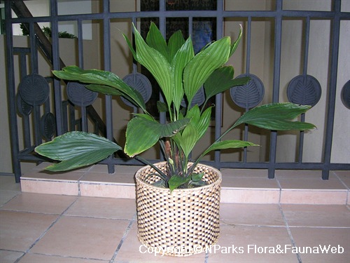 NParks | Cyclanthus bipartitus