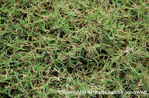 NParks | Cynodon dactylon