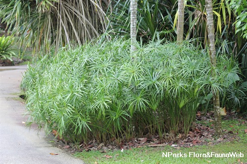 NParks | Cyperus alternifolius