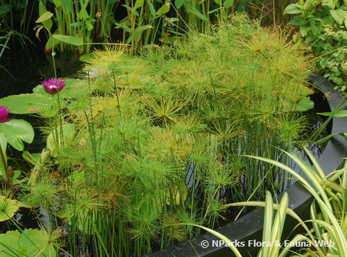 NParks | Cyperus prolifer