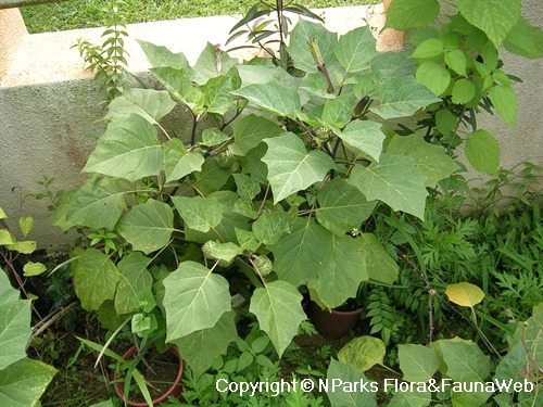 NParks | Datura metel
