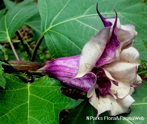 Datura Flower Parts And Their Functions