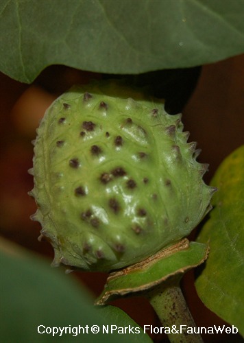 NParks | Datura metel