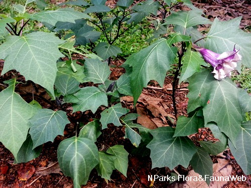 NParks | Datura metel