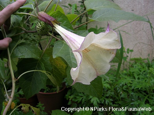 NParks | Datura metel