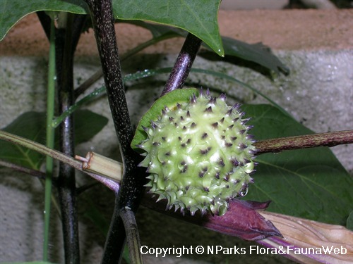 NParks | Datura metel