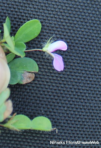 NParks | Grona heterophylla