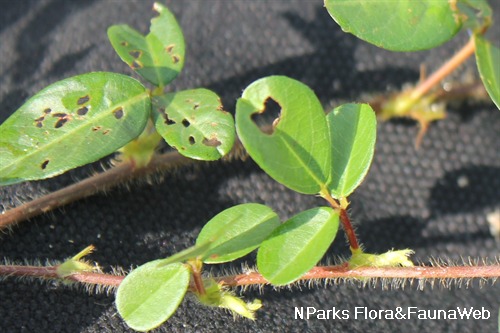 NParks | Grona heterophylla