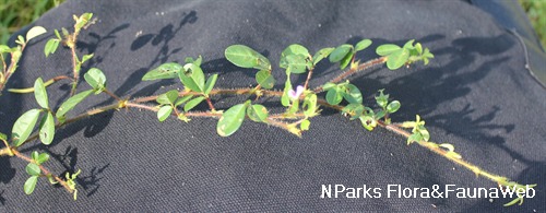 NParks | Grona heterophylla