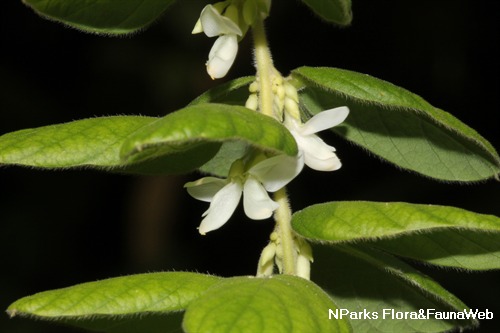 NParks | Phyllodium longipes