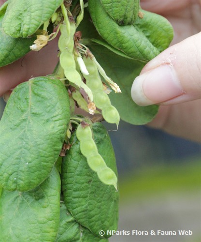 NParks | Phyllodium longipes