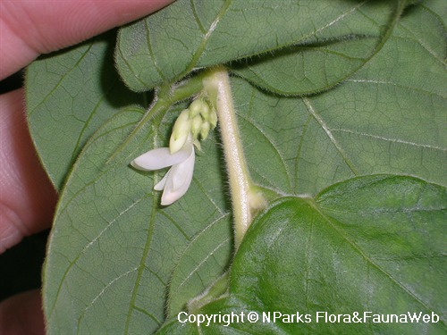 NParks | Phyllodium longipes